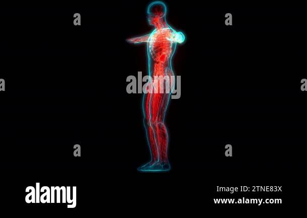 Lymph nodes human Stock Videos & Footage - HD and 4K Video Clips - Alamy