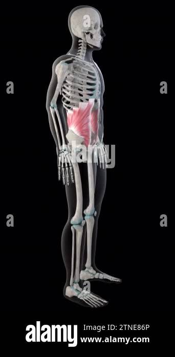 This 3d animation shows the internal abdominal oblique muscles on whole ...
