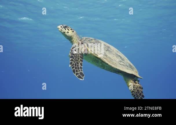 Close-up of Sea Turtle slowly fly in the blue Ocean, Slow motion ...