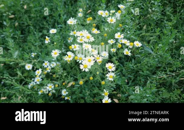 German knotgrass Stock Videos & Footage - HD and 4K Video Clips - Alamy
