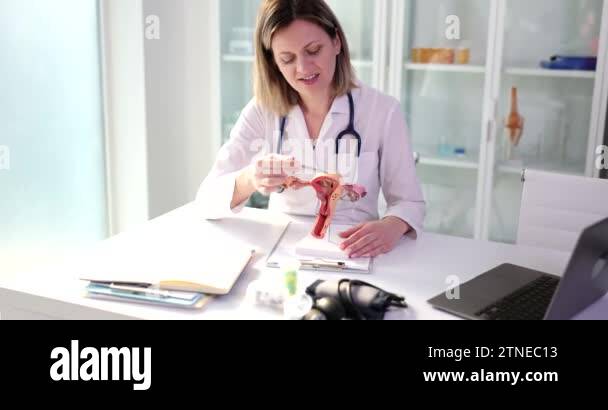Gynecologist doctor points to model of female reproductive system in ...