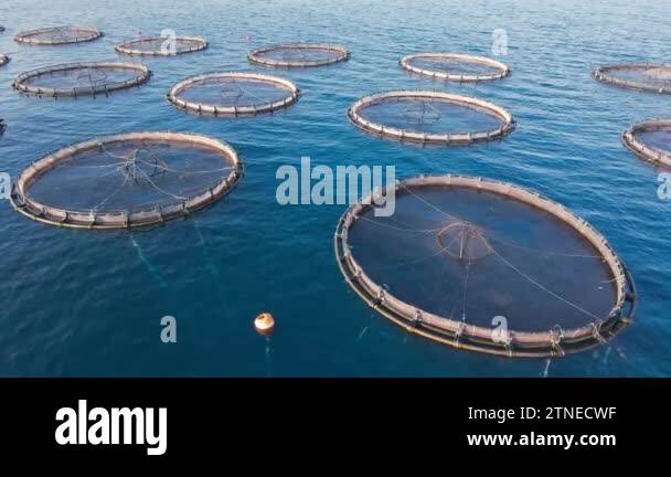Cages fish farming Stock Videos & Footage - HD and 4K Video Clips - Alamy