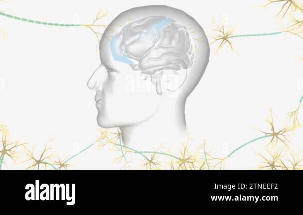 The nervous system is made up of the brain, spinal cord, and a complex ...