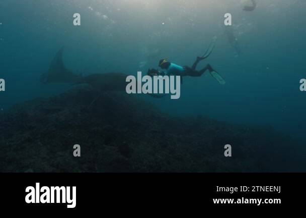 Underwater photographer takes picture of manta ray. Freediver with ...
