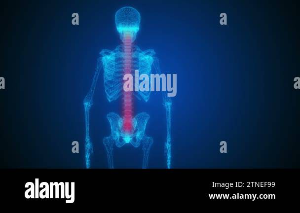 Spinal cord brain anatomy 3d Stock Videos & Footage - HD and 4K Video ...