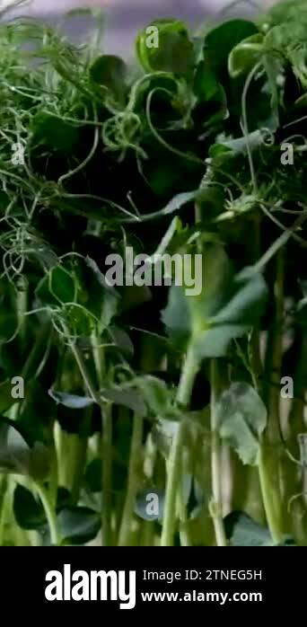 Top view group pea microgreens rotation. Green plants pisum germination ...