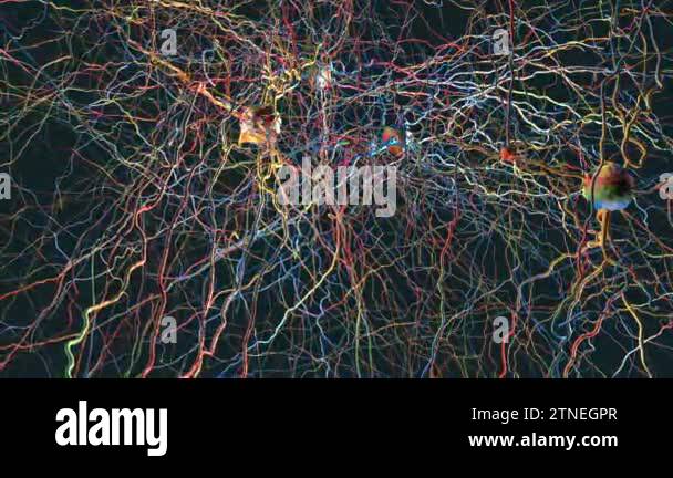 A neural network with neuronal connections transmitting synapses ...