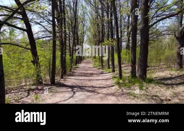 Green oak trees walking alley path in spring sunny park. Dolly out ...