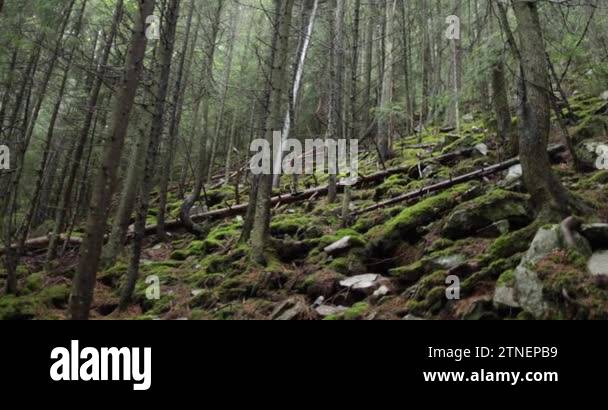 Beautiful forest slope with stones covered with moss and falling rain ...