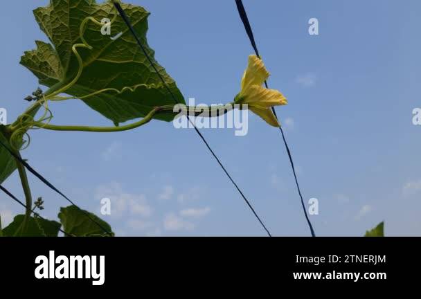 Luffa acutangula vegetable. Its other names angled luffa,Chinese okra ...