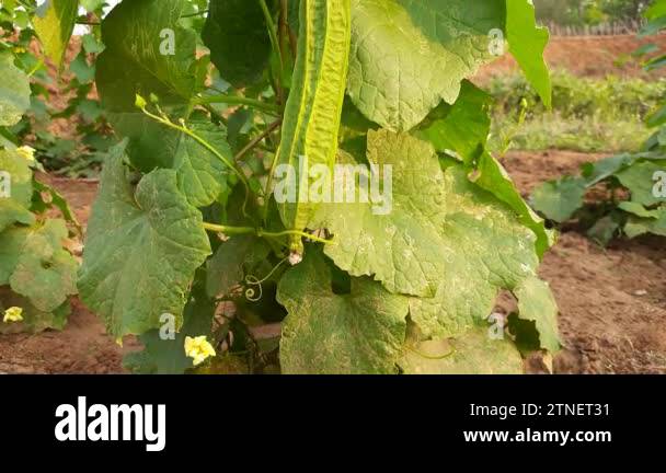 Luffa acutangula vegetable. Its other names angled luffa,Chinese okra ...