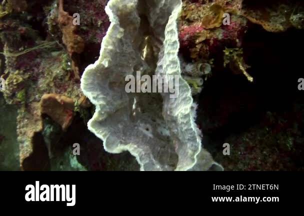 Caribbean Underwater Impressive Coral Reefs Offer Breathtaking View