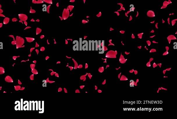 Romantic Light Red Rose Flower Petals Falling Background Alpha matte ...