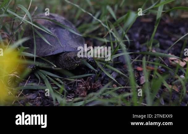 Large pond shell Stock Videos & Footage - HD and 4K Video Clips - Alamy