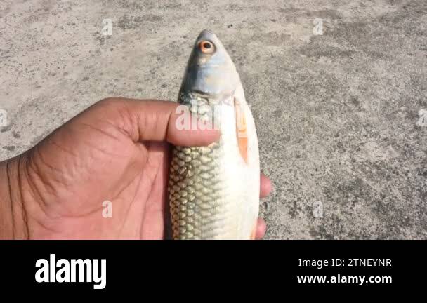 Labeo rohita Stock Videos & Footage - HD and 4K Video Clips - Alamy
