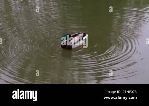 Drake male duck Stock Videos & Footage - HD and 4K Video Clips - Alamy