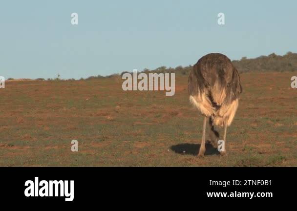 South africa and nicaragua Stock Videos & Footage - HD and 4K Video ...