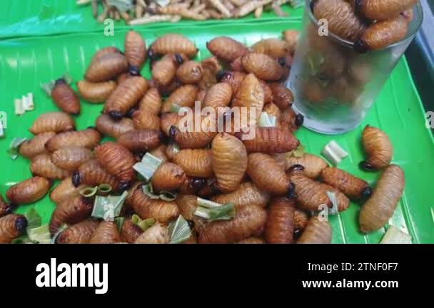 Larva palm worm weevil deep fried insect snack sell exotic food in ...