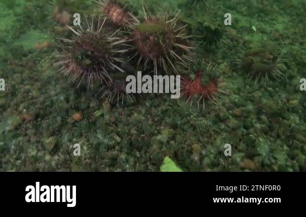 Underwater shot of teaming in Antarctica and floating around starfish ...