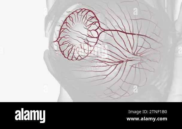 Structure of the arteries Stock Videos & Footage - HD and 4K Video ...