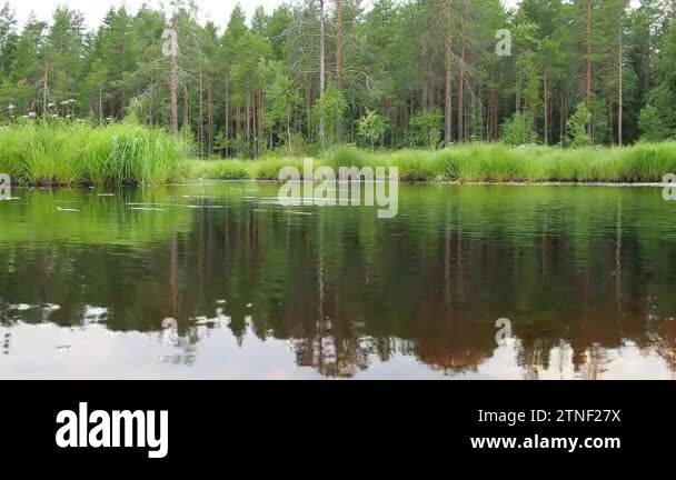 Lososinnoye lake. Taiga ecosystem. Reed sedge. Tourism and recreation ...