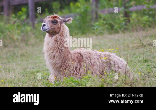 Alpaca agriculture Stock Videos & Footage - HD and 4K Video Clips - Alamy