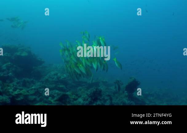 Evolution of fish Stock Videos & Footage - HD and 4K Video Clips - Alamy