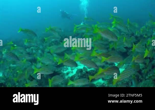 Isla del Coco is famous for variety of fish that can be seen underwater ...