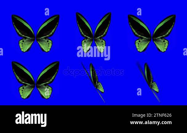 A set of Orange Butterfly Wings Waving in Different Speed and Angles on ...