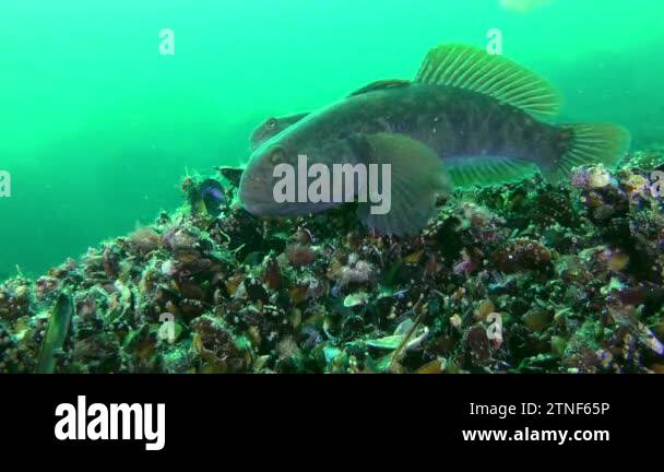 Invasive species Round goby (Neogobius melanostomus), feeding Stock ...