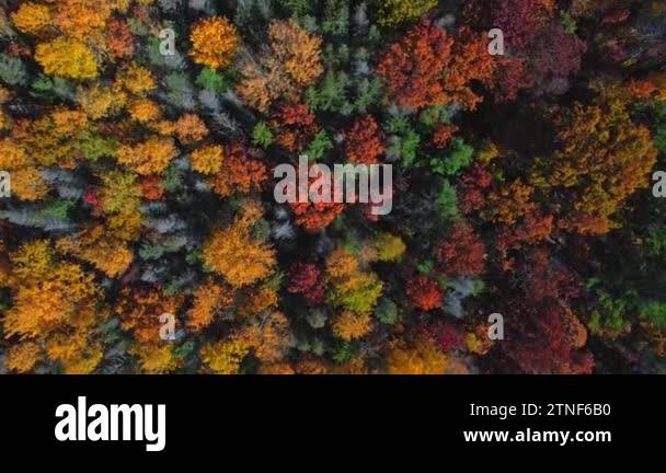 Morning in Canadian autumn forest. Epic sunny golden and orange foliage ...