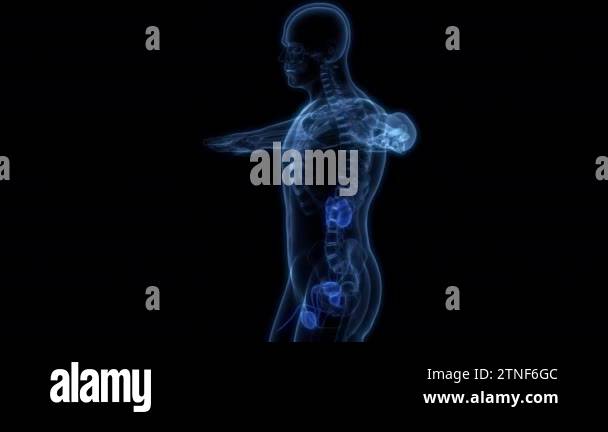 Male reproductive and urinary anatomy Stock Videos & Footage - HD and ...