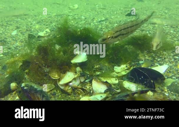 Marine reproduction Stock Videos & Footage - HD and 4K Video Clips - Alamy
