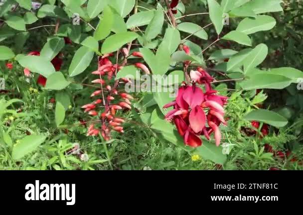 Erythrina crista-galli or cockspur coral tree branches with red flowers ...
