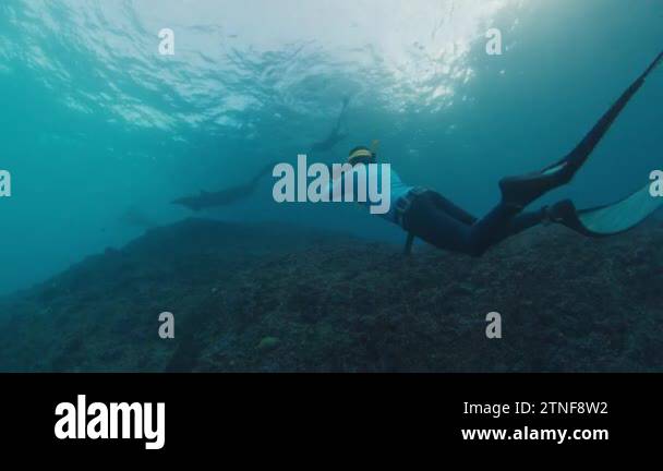 Underwater photographer takes picture of manta ray. Freediver with ...