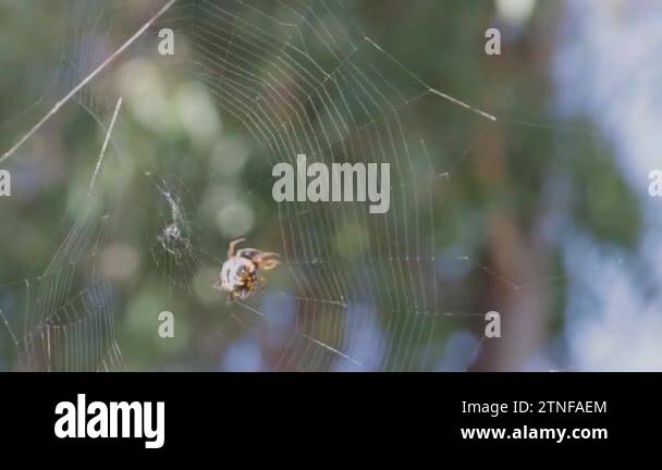 Australian jewel spider Stock Videos & Footage - HD and 4K Video Clips ...