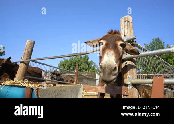Donkey and trap Stock Videos & Footage - HD and 4K Video Clips - Alamy