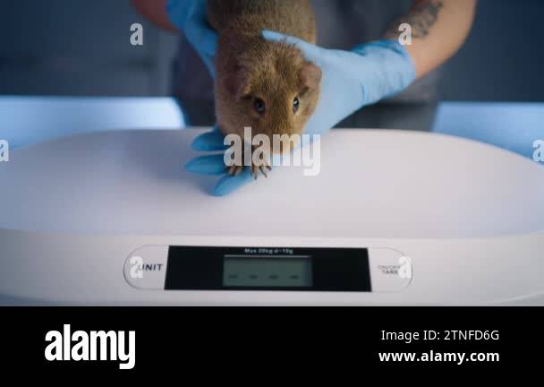 Weighing procedure Stock Videos & Footage - HD and 4K Video Clips - Alamy