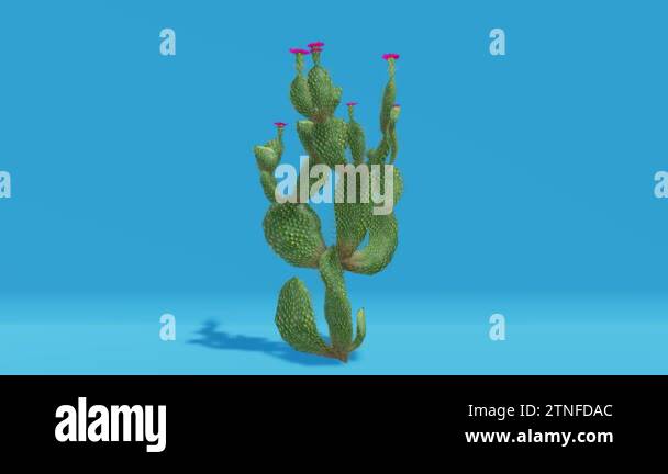 Video cactus Stock Videos & Footage - HD and 4K Video Clips - Alamy