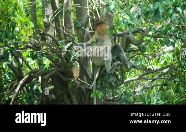 Proboscis monkey on a tree in the jungle. Borneo. Labuk bay, Malaysia ...