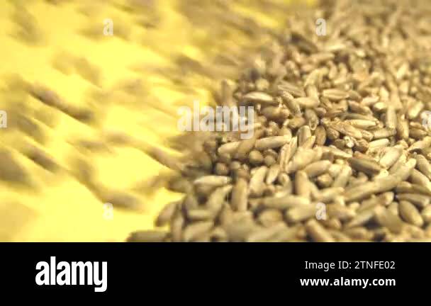 Rye grains on a yellow background. 2 Shots. Slow motion. Vertical pan ...