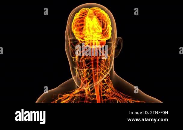 Central Organ of Human Nervous System Brain Anatomy Animation Concept ...