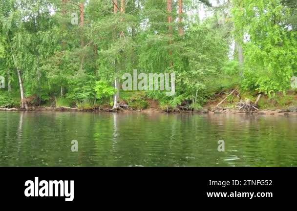 Calm shore of Lososinnoye lake. Taiga ecosystem. Reed sedge grow on ...