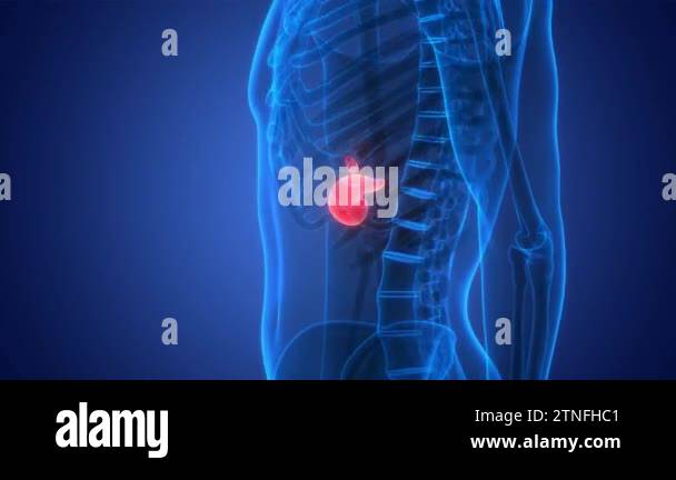 Human Internal Organs Pancreas with Gallbladder Anatomy Animation ...