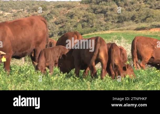 African cows Stock Videos & Footage - HD and 4K Video Clips - Alamy