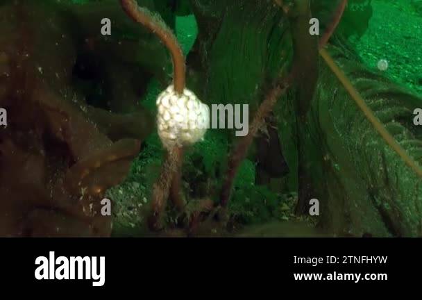 Translucent crystal glass features Stock Videos & Footage - HD and 4K ...