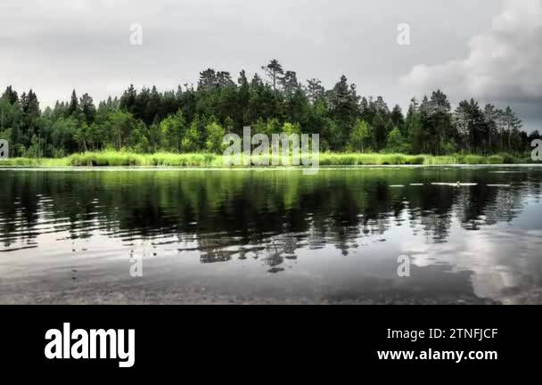 Lososinnoye lake. Taiga ecosystem. Reed sedge. Tourism and recreation ...