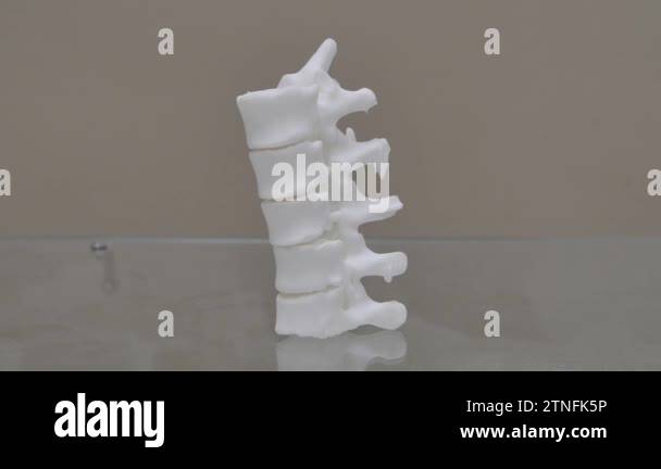 Side view of plastic study 3D printer model backbone spinal nerve ...