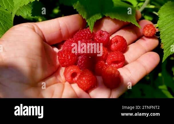 Raspberries background green leaves Stock Videos & Footage - HD and 4K ...