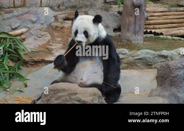 Panda protection Stock Videos & Footage - HD and 4K Video Clips - Alamy
